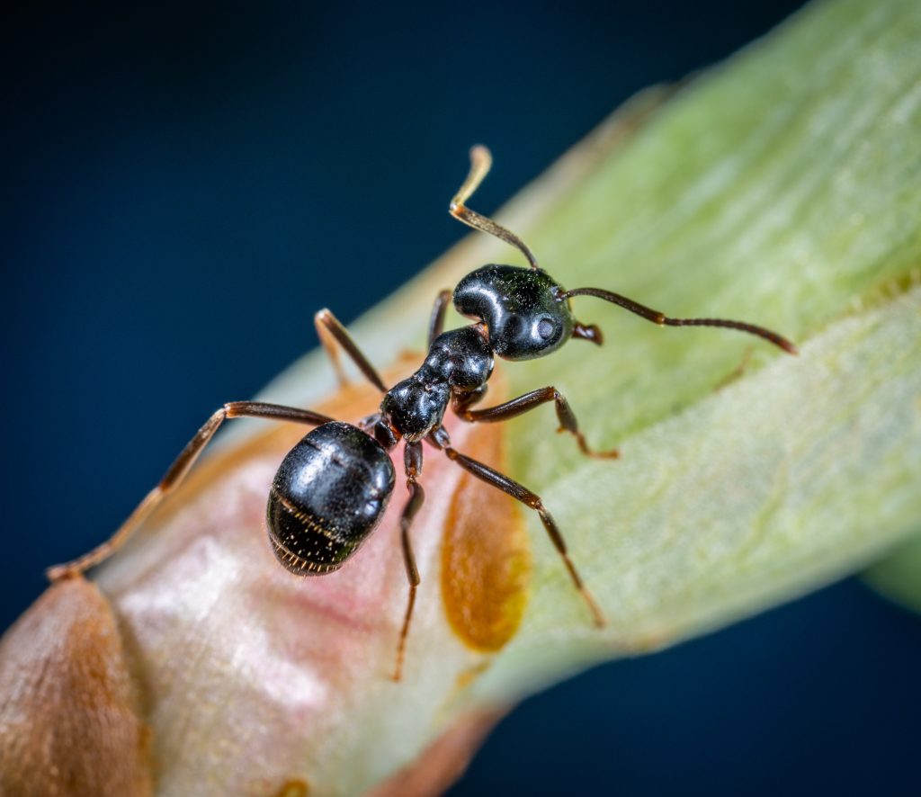 Ants: Ecofriendly DIY Options | Parker Eco Pest Control