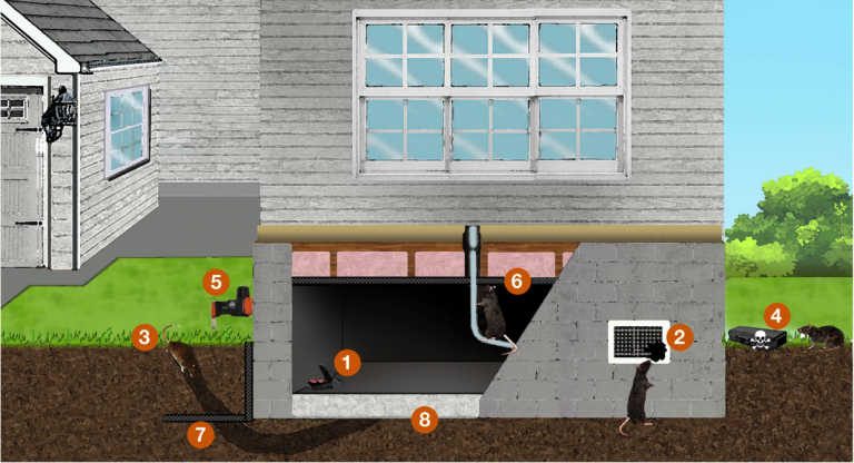A Fool's Proof Guide to Dealing with Crawl Space Pests in Seattle ...