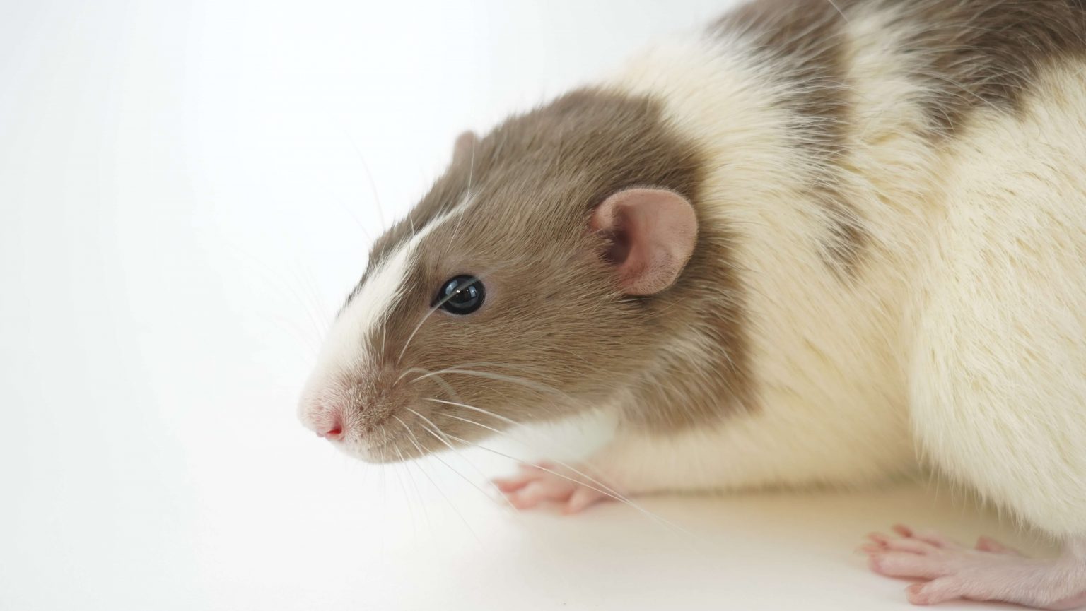 3 Things You Need to Know About ContraPest: The Birth Control for Rats ...