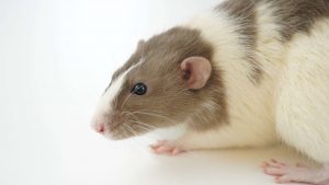 3 Things You Need to Know About ContraPest: The Birth Control for Rats ...