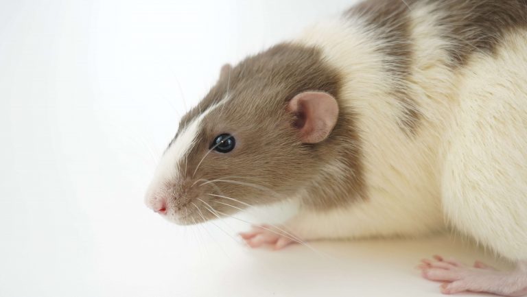 3 Things You Need to Know About ContraPest: The Birth Control for Rats ...