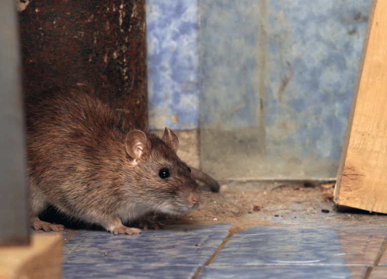 Rats in Seattle! 3 Reasons Why You Need Rodent in Control for your Home ...